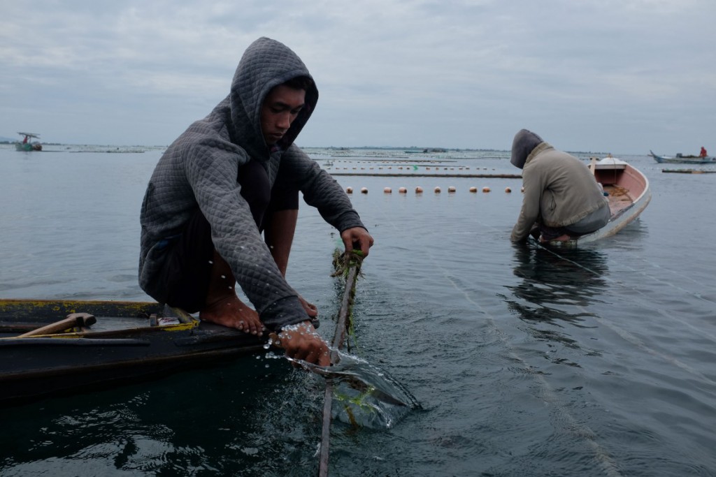philippines-seaweed-farming-2 | The ICRC in Israel, Golan, West Bank, Gaza