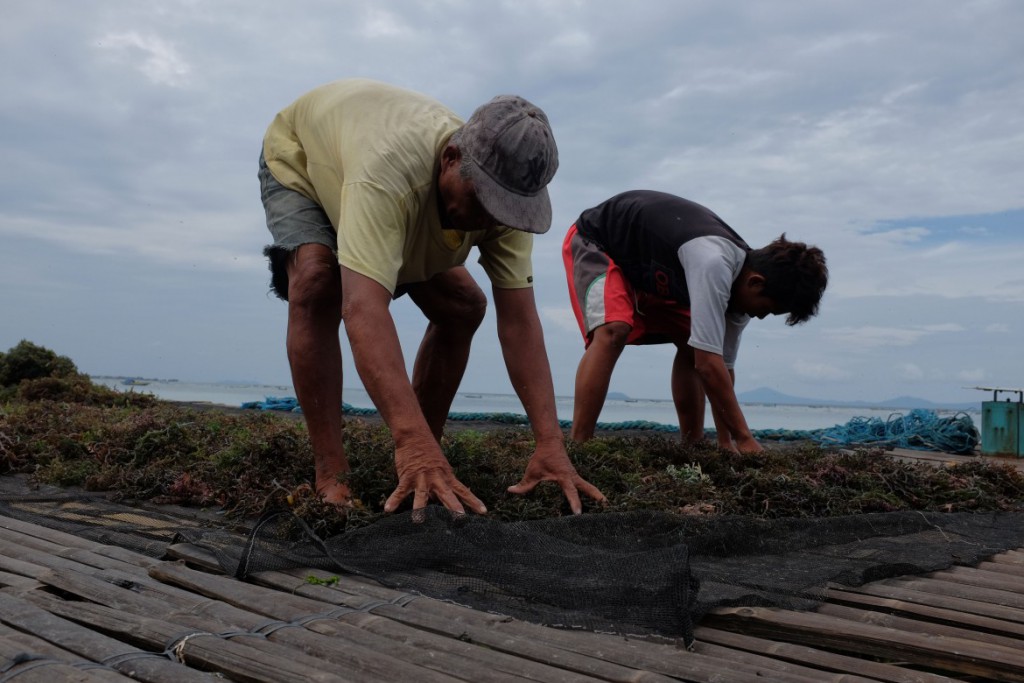 philippines-seaweed-farming-7 | The ICRC in Israel, Golan, West Bank, Gaza