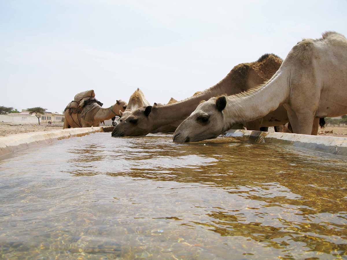 New borehole brings relief to Qardo residents | The ICRC in Somalia