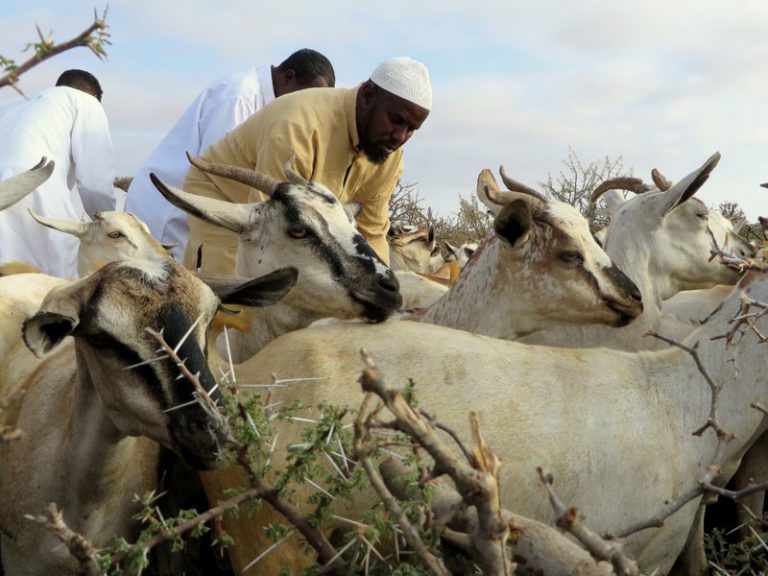 Somalia: Livestock treatment sets herders on recovery path | The ICRC ...