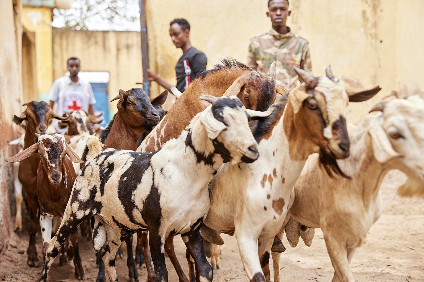 Goat meat and dates! Detainees in Somalia receive food for Ramadan ...